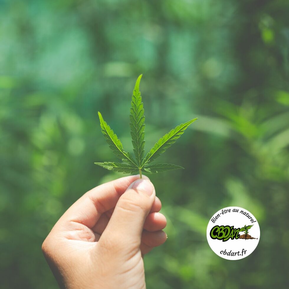 CBD et dépendance : mythe ou vérité ? 🌿